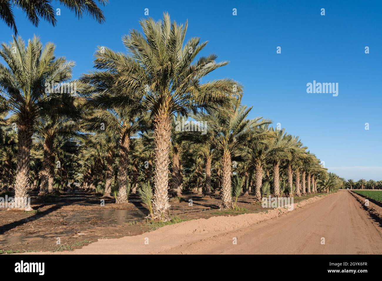 Phoenix arizona date orchard hi-res stock photography and images - Alamy