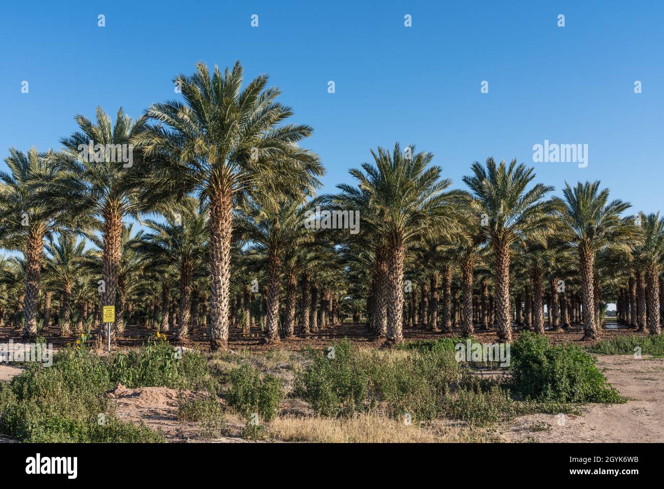 Phoenix arizona date orchard hi-res stock photography and images - Alamy