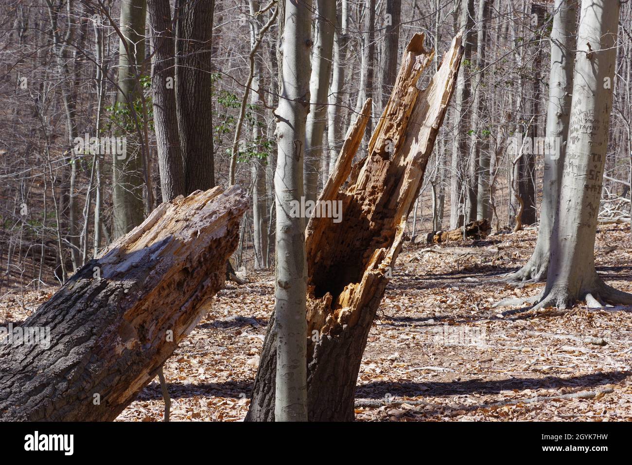 Split tree trunk hi-res stock photography and images - Alamy
