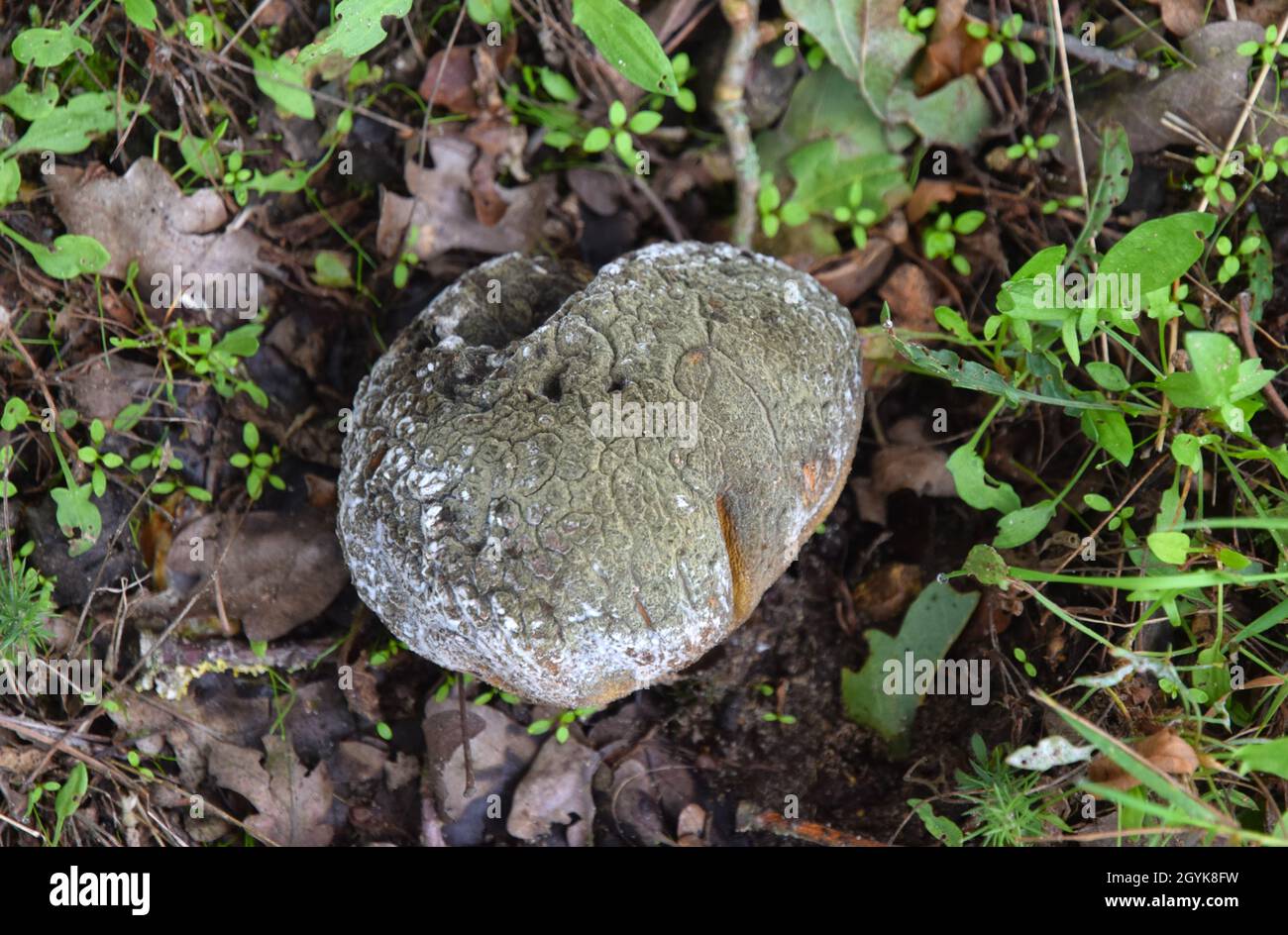 Puff ball fungi hi-res stock photography and images - Alamy