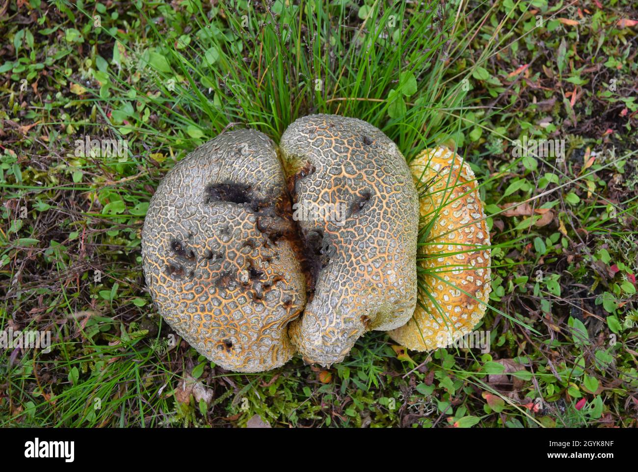 puff ball fungus Stock Photo - Alamy