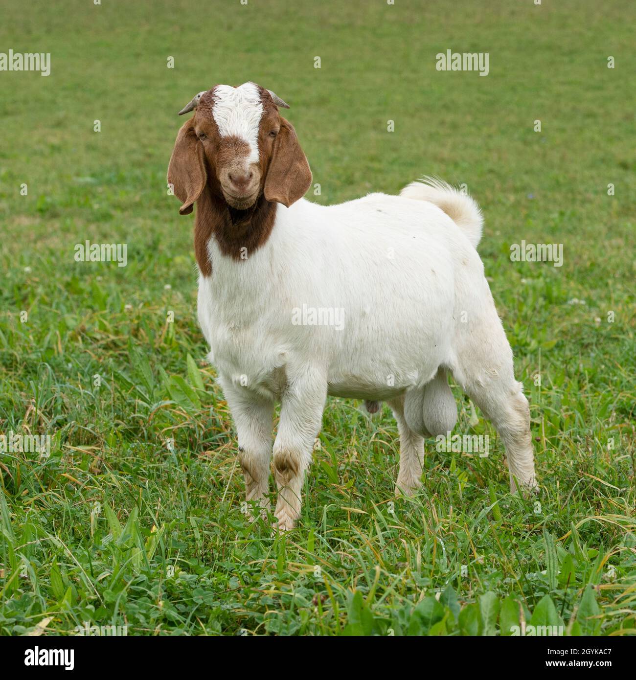 Boer Goat Kids