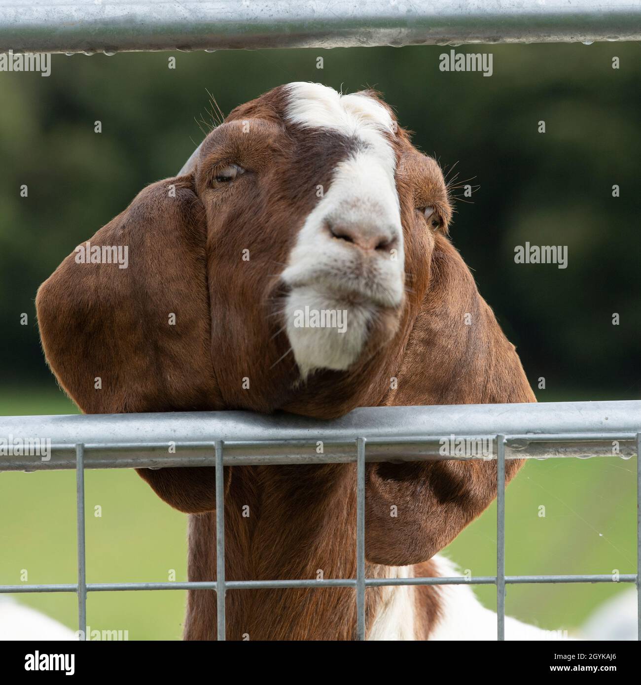 Herd goat looking hi-res stock photography and images - Alamy