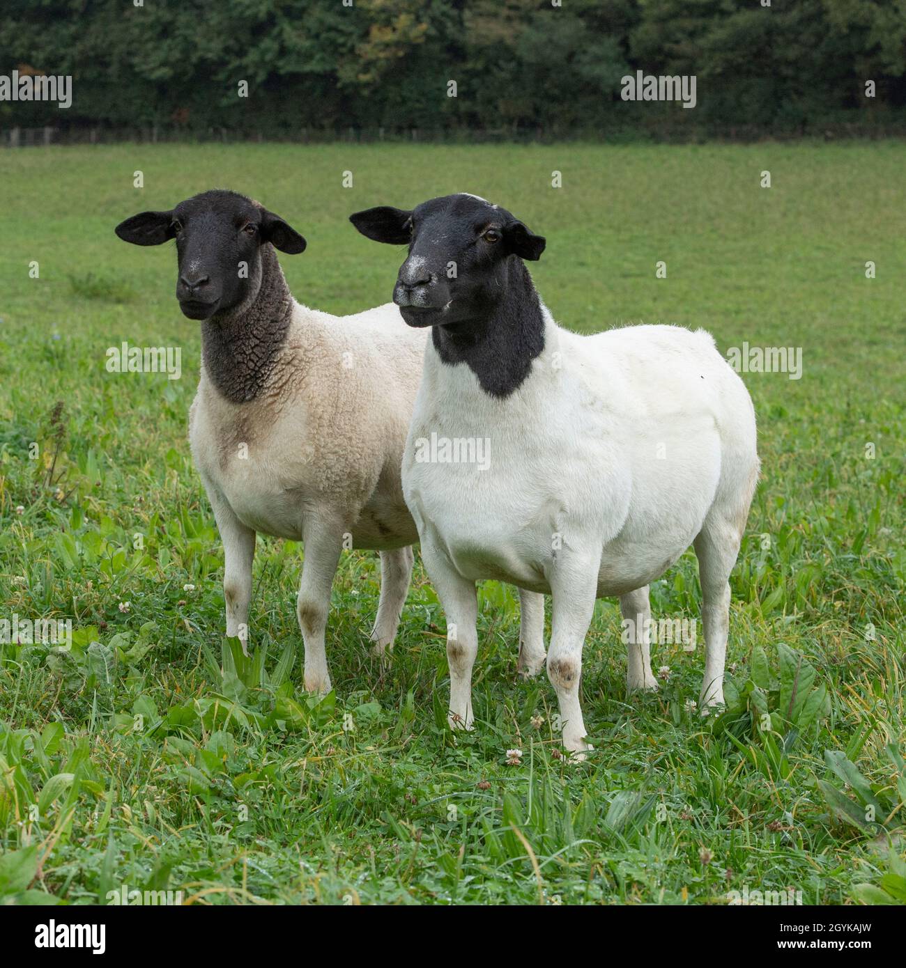 Dorper sheep hi-res stock photography and images - Alamy