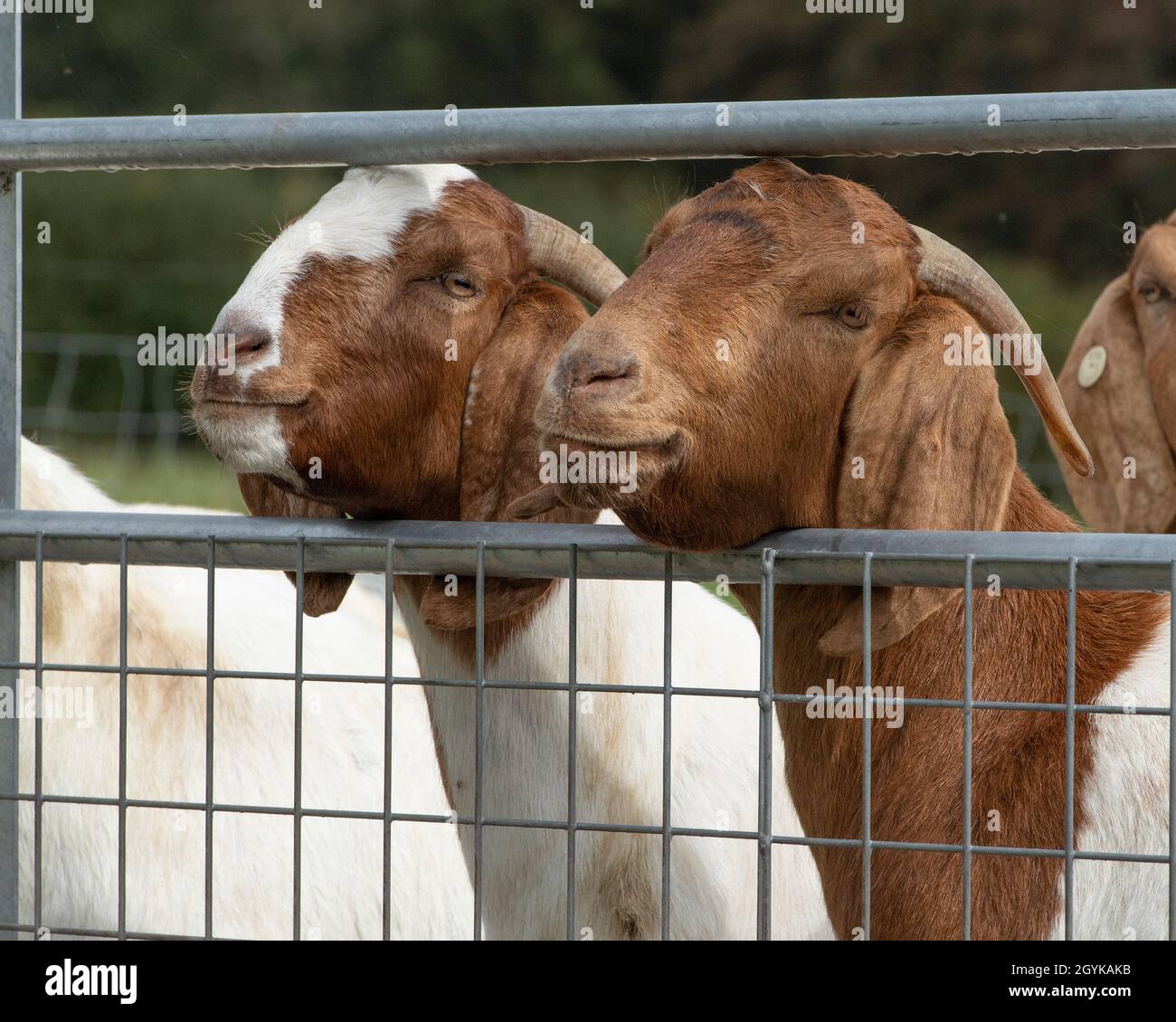 Female goats hi-res stock photography and images - Alamy
