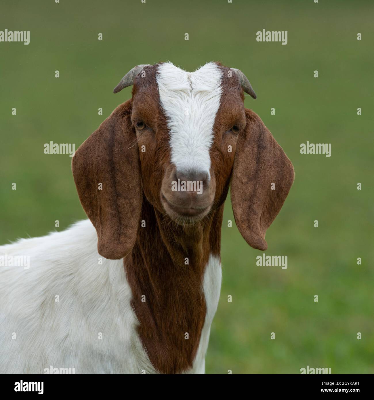 young Boer goat Stock Photo - Alamy