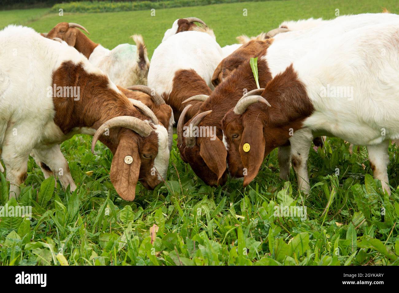 Boer goats grazing does in herbal ley Stock Photo - Alamy