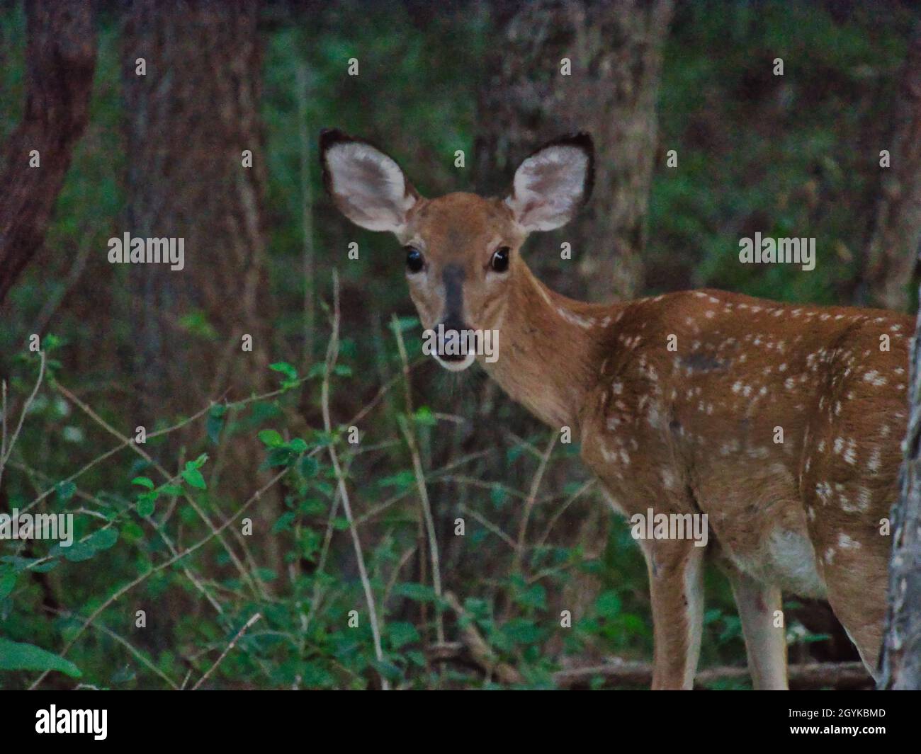 Beautiful deer at the Ernie Miller Nature Center Olathe, KS Stock Photo ...