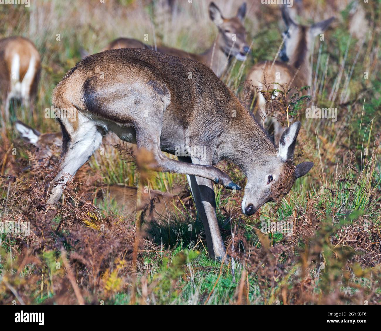 A red deer having a scratch in the autumn sun during the rutting season ...