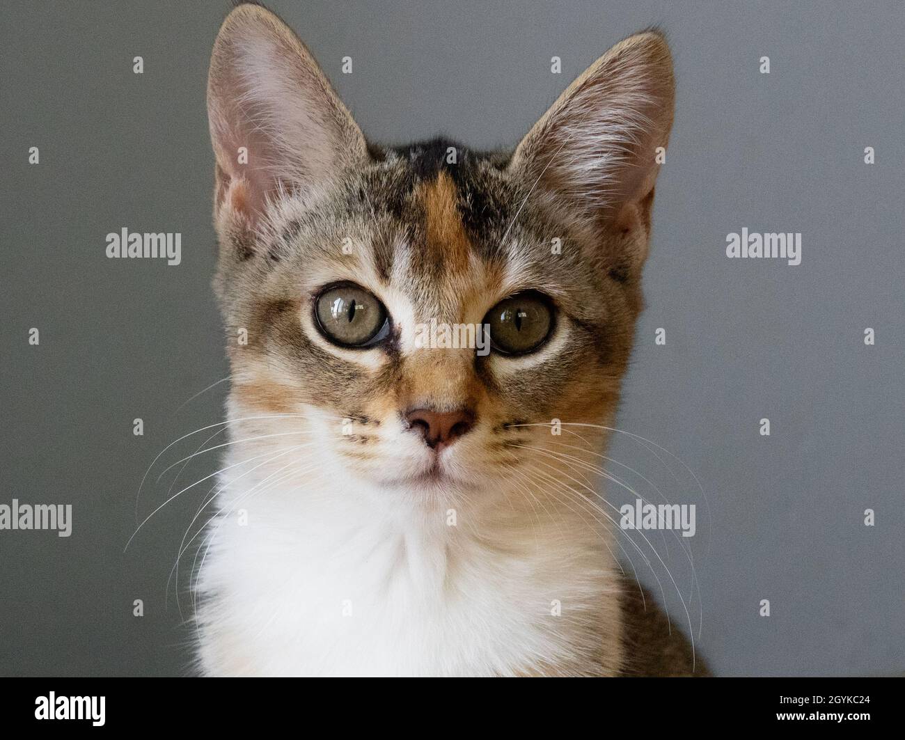 Abyssinian Calico