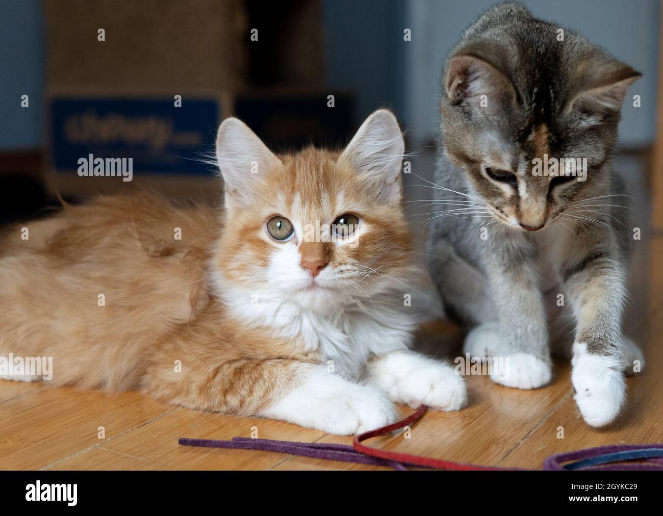 And orange and white (ginger) kitten and a calico tabby kitten play ...