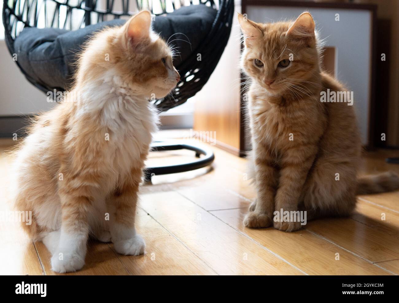 Long haired kittens hi-res stock photography and images - Alamy
