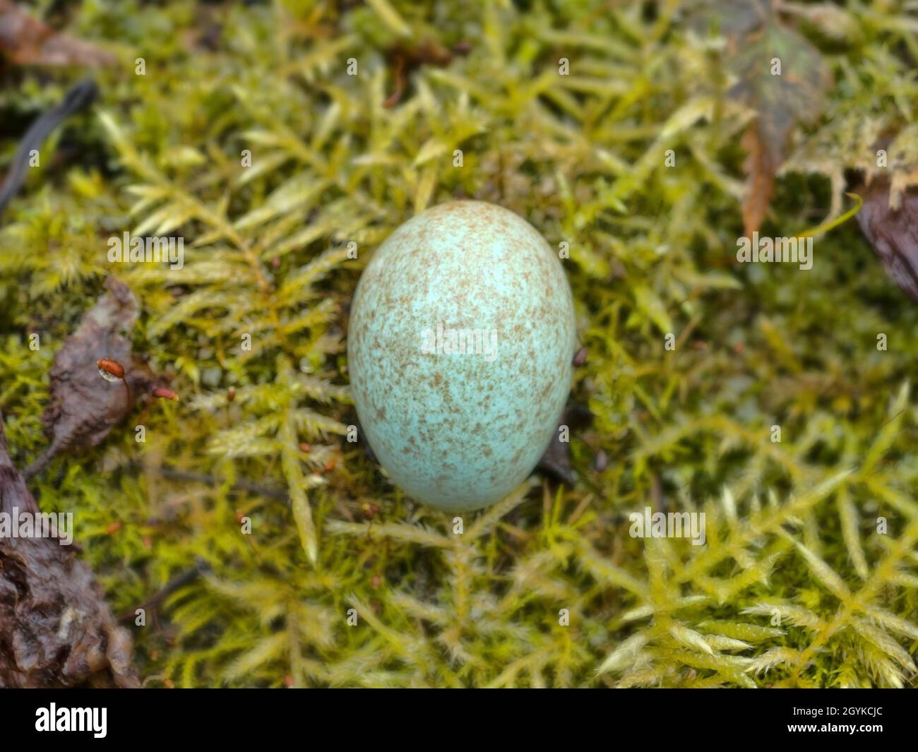 Egg from open nest of Blackbird (Turdus merula), brown spots on the ...