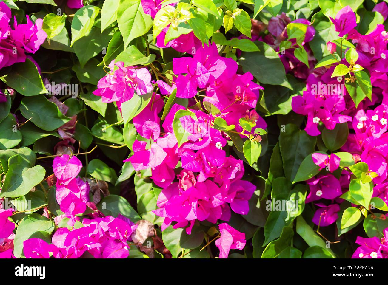 Red flowers (purple bracts) of bougainvillea the upper part of a large ...
