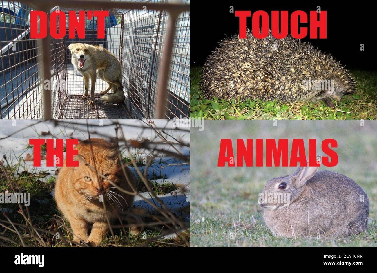 Rabies of wild animals hi-res stock photography and images - Alamy