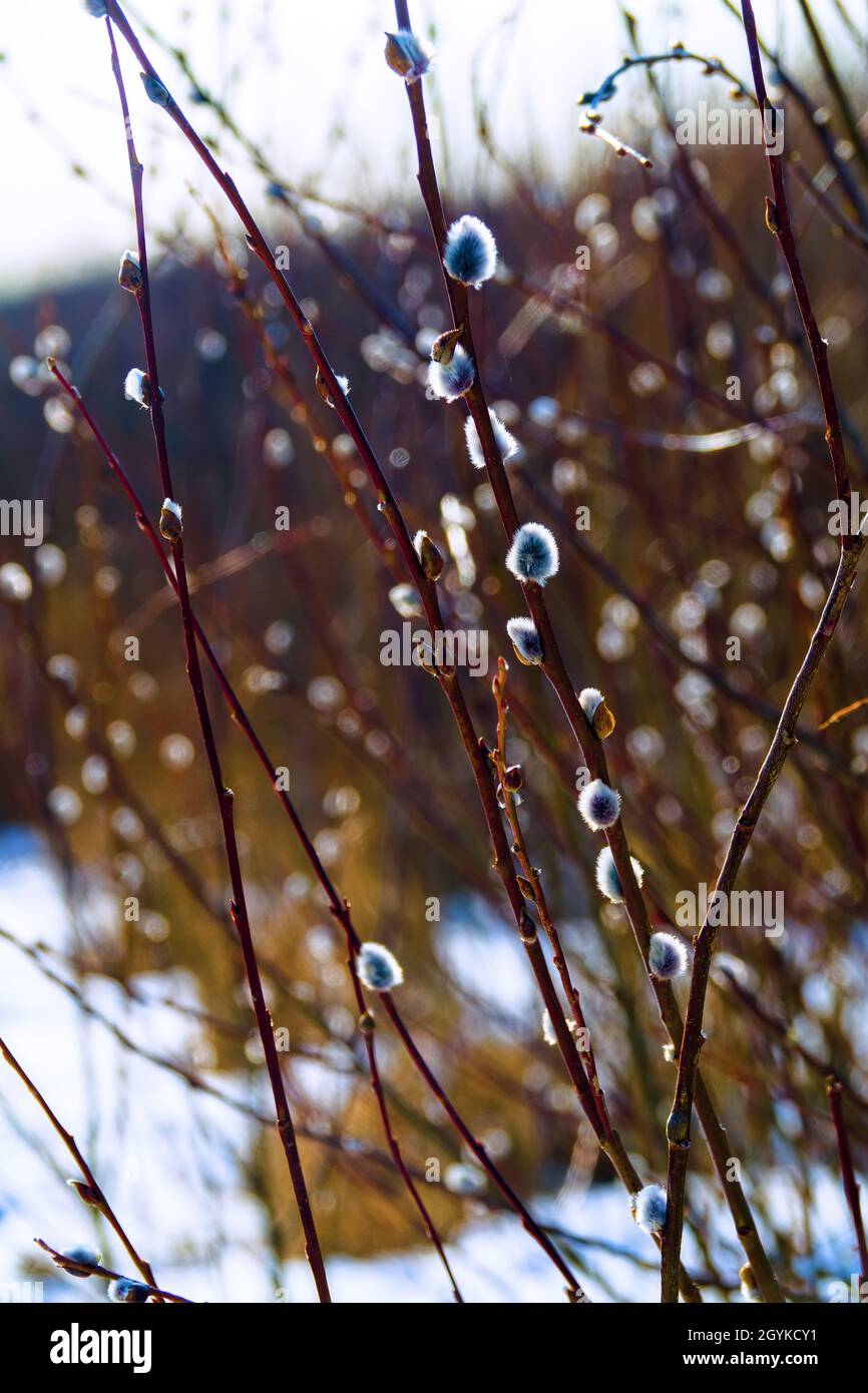 Spring flowering willow (catkins on twigs) on the background of melting ...