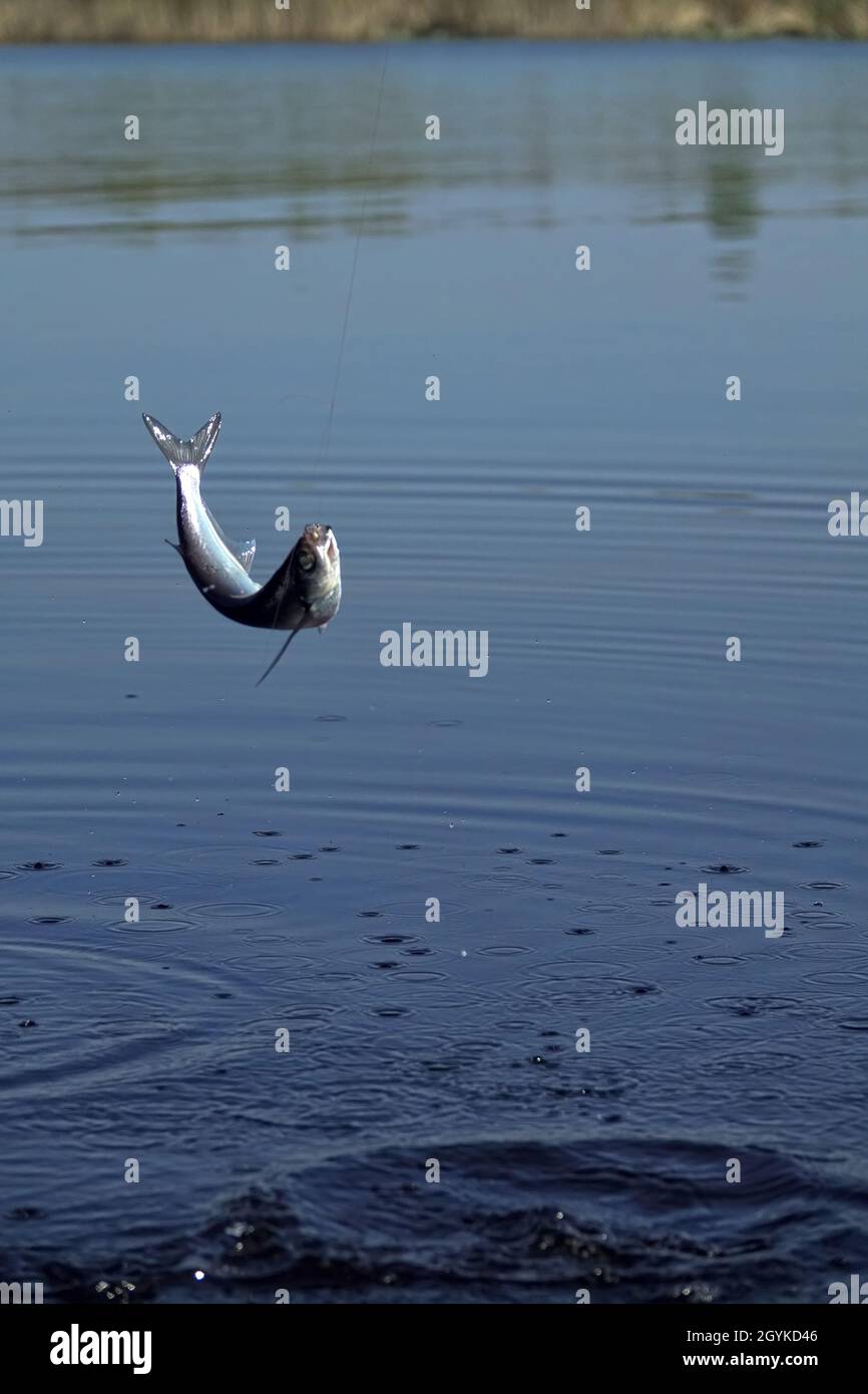 Tooth carp hi-res stock photography and images - Alamy