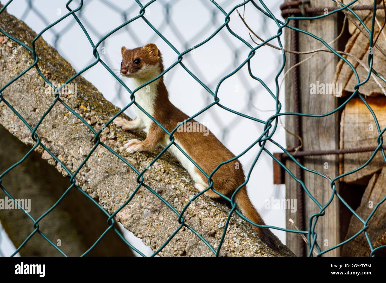A weasel in the wildlife Stock Photo - Alamy