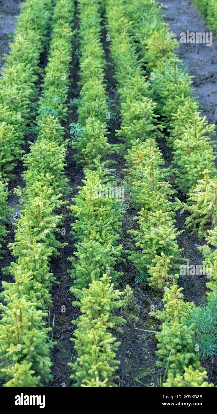 Forest nursery for growing spruce seedlings. Eastern Europe forestry ...