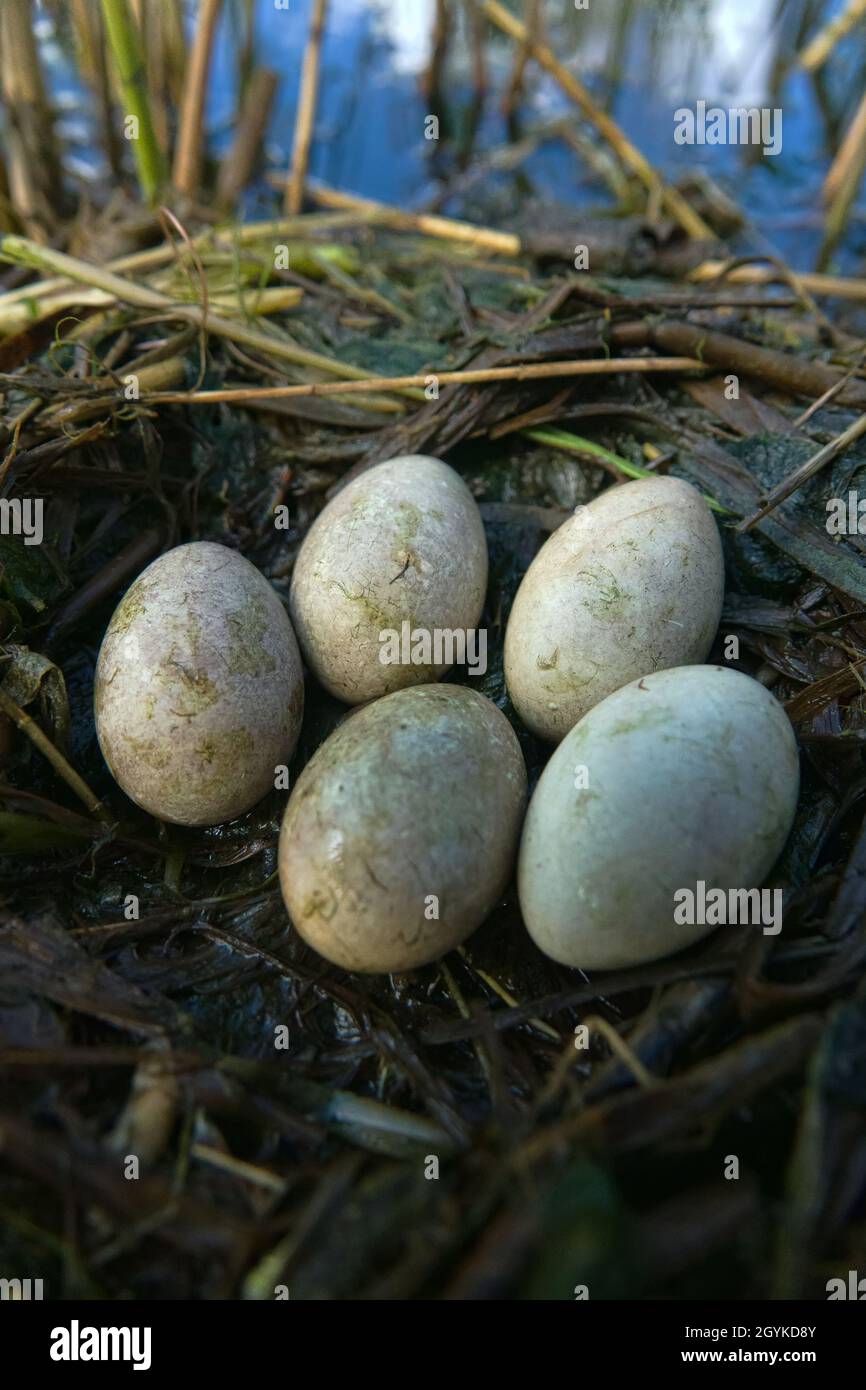 Bird's Nest Guide. Nidology. Slavonian grebe (Podiceps auritus ...