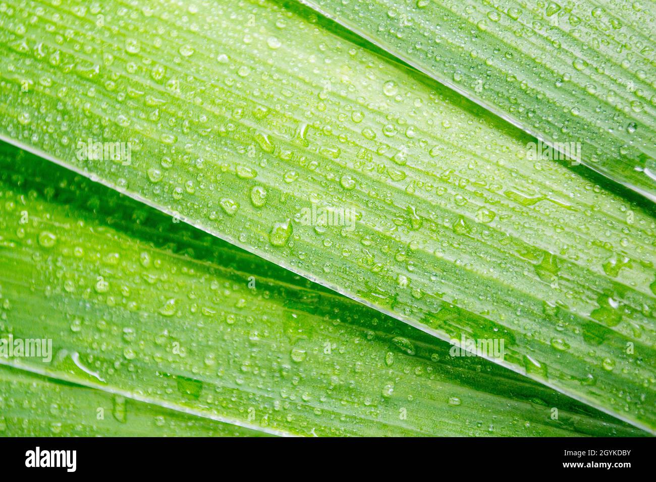 Wet fresh leaf plant hi-res stock photography and images - Alamy
