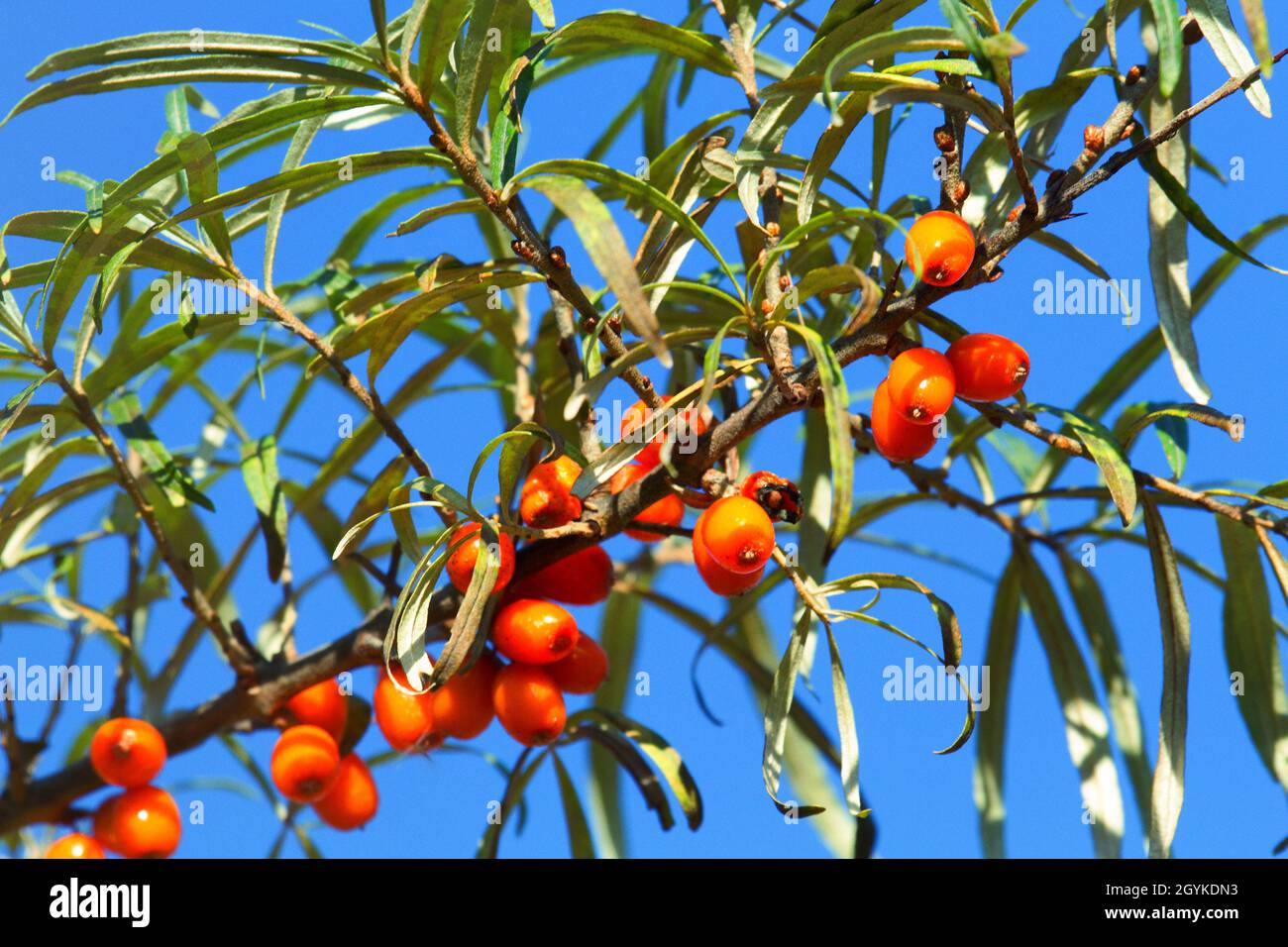 Wilde Sea buckthorn (Hippophae rhamnoides) in the north of Europe ...