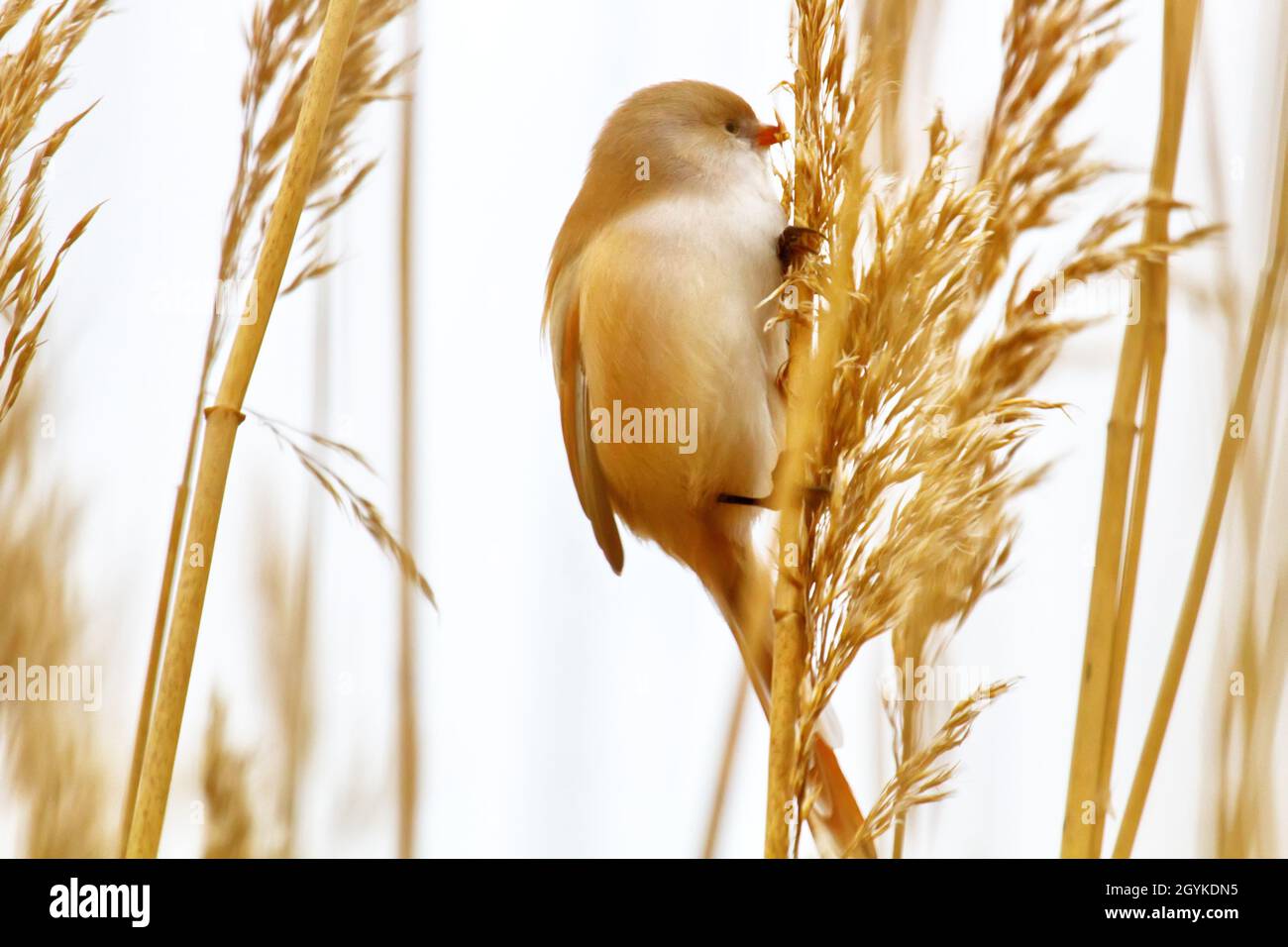 Reed bed and its inhabitants. Bearded tit (Panurus biarmicus, female ...