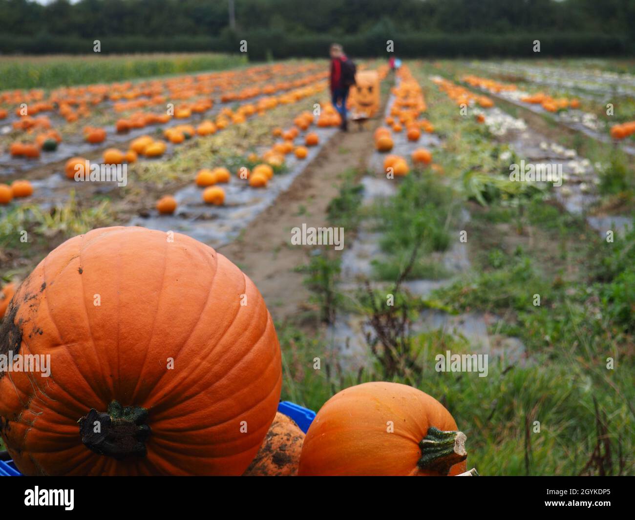 Oxford, UK. 8th Oct, 2021. The PYO pumpkin patch opens on Rectory Farm ...
