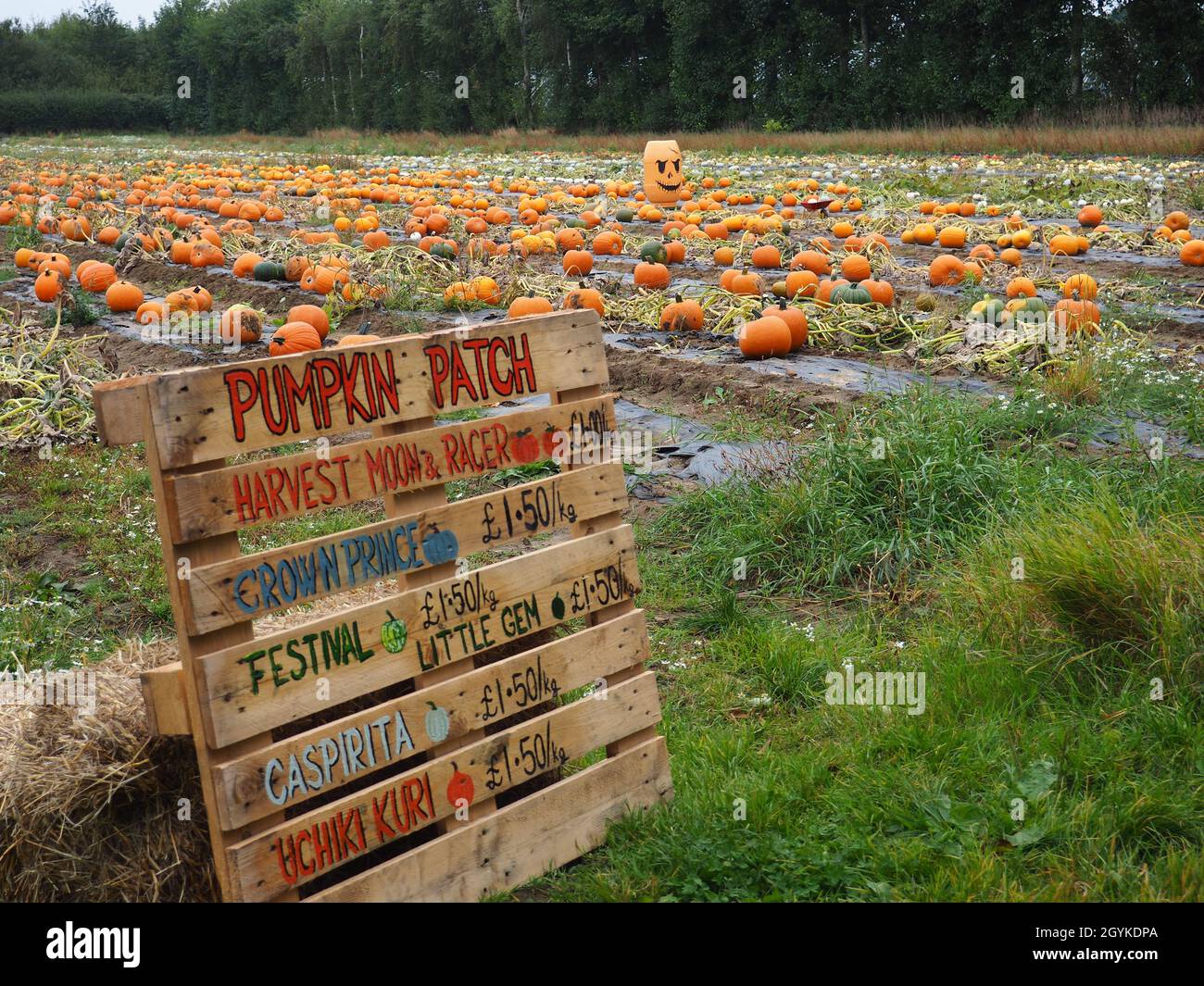 Oxford, UK. 8th Oct, 2021. The PYO pumpkin patch opens on Rectory Farm ...