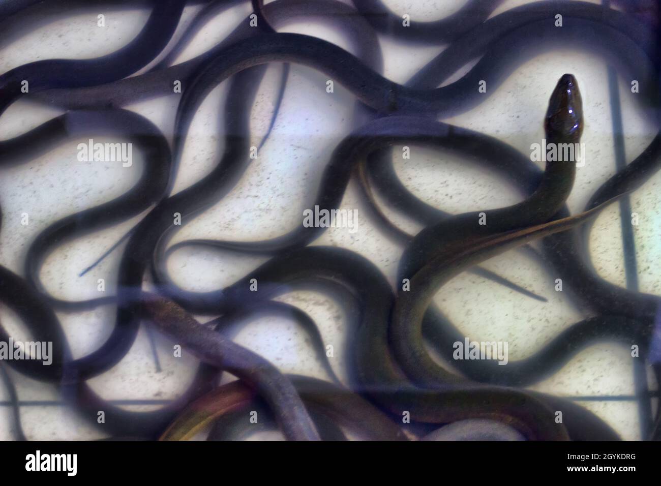 Live wildlife market asia hi-res stock photography and images - Alamy
