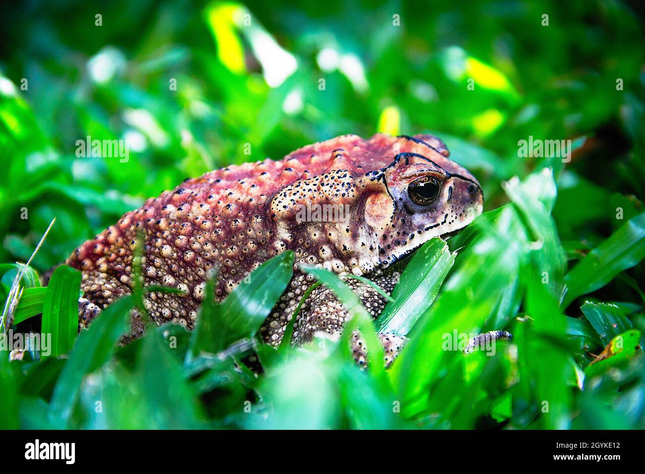 Ferguson's toad (Bufo fergusonii) in past Schneider's (dwarf) toad ...