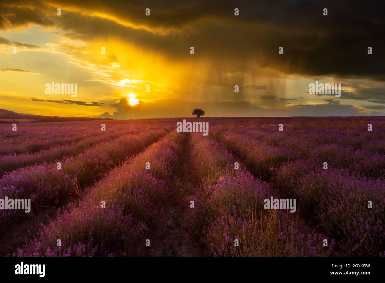Lavender bulgaria hi-res stock photography and images - Alamy