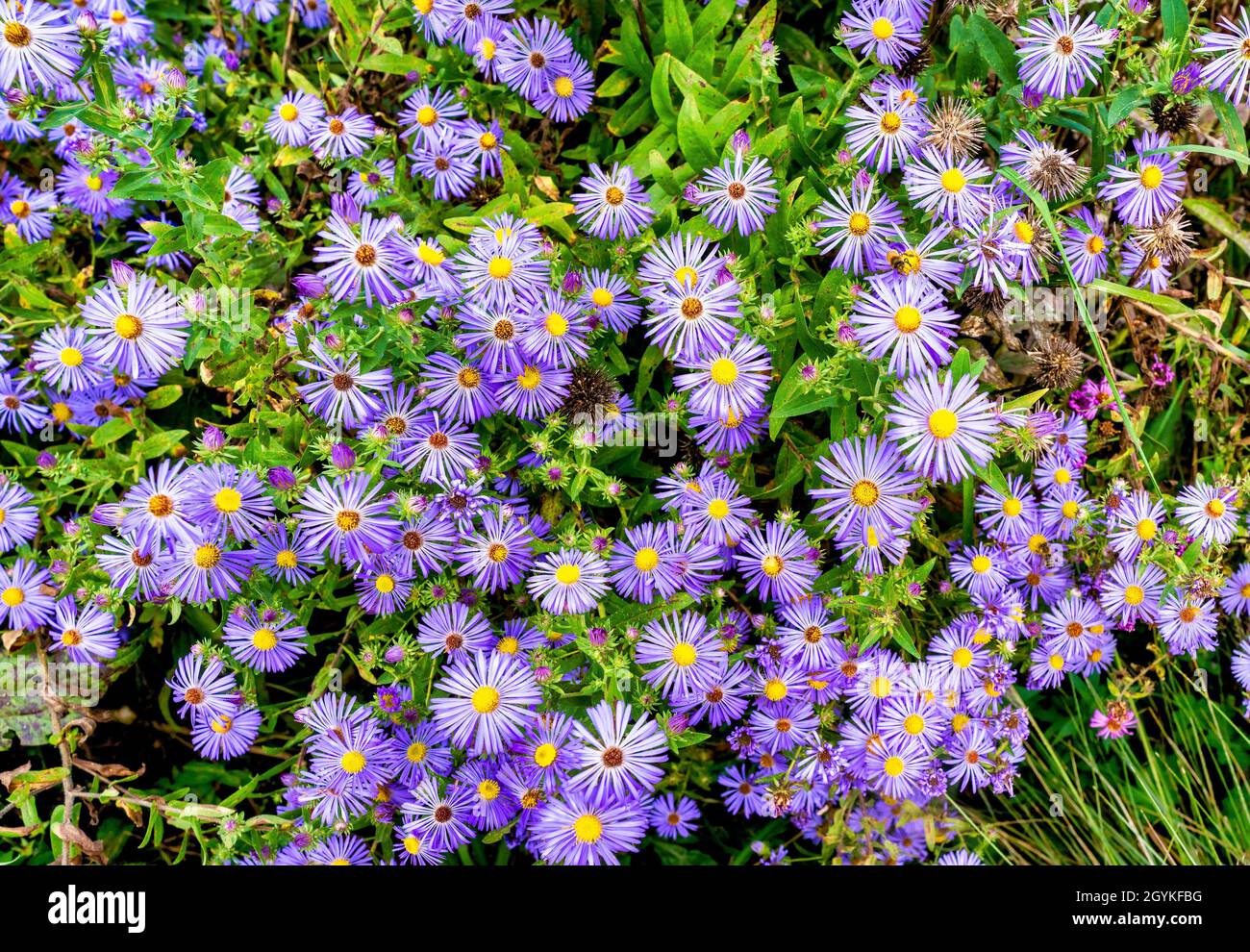 Dazzling display hi-res stock photography and images - Alamy
