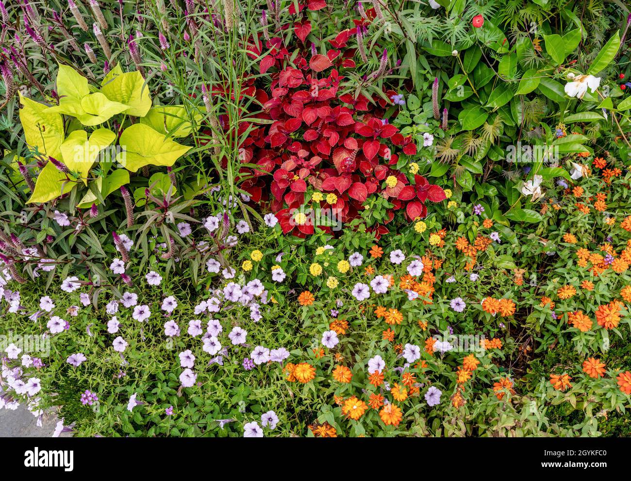 Colorful display of a variety of flowers Stock Photo - Alamy