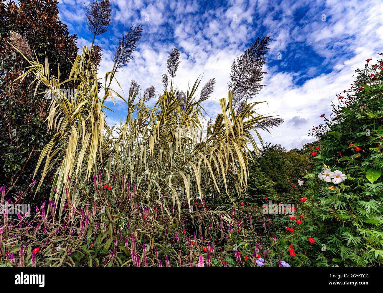 Cockscombs reach out in a garden display Stock Photo - Alamy
