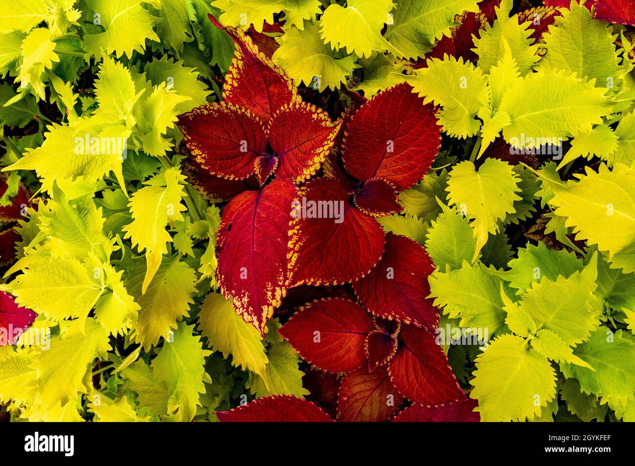 Plants and flora in the garden Stock Photo - Alamy