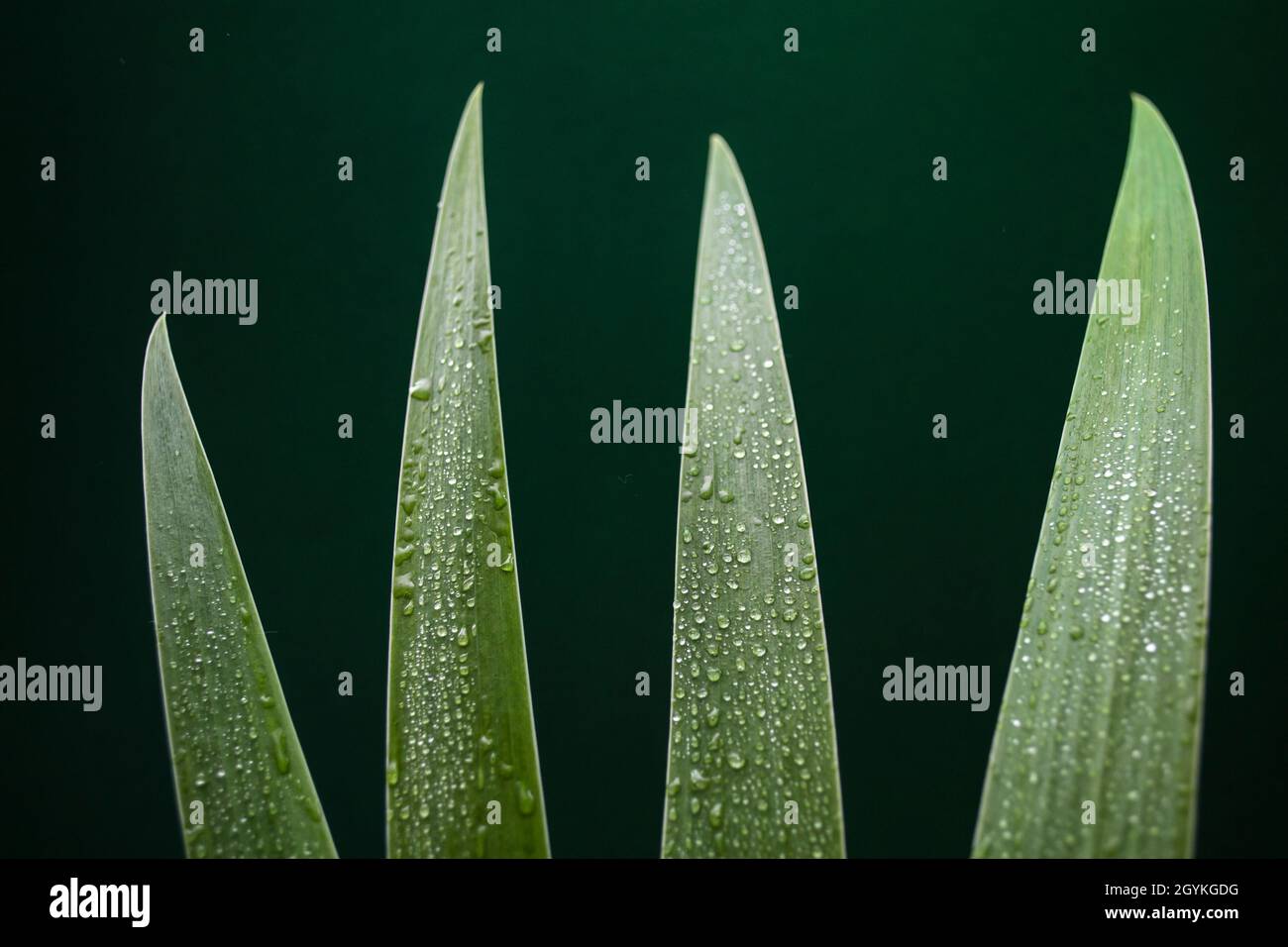 water drop on the fresh leaf, with dark background Stock Photo - Alamy