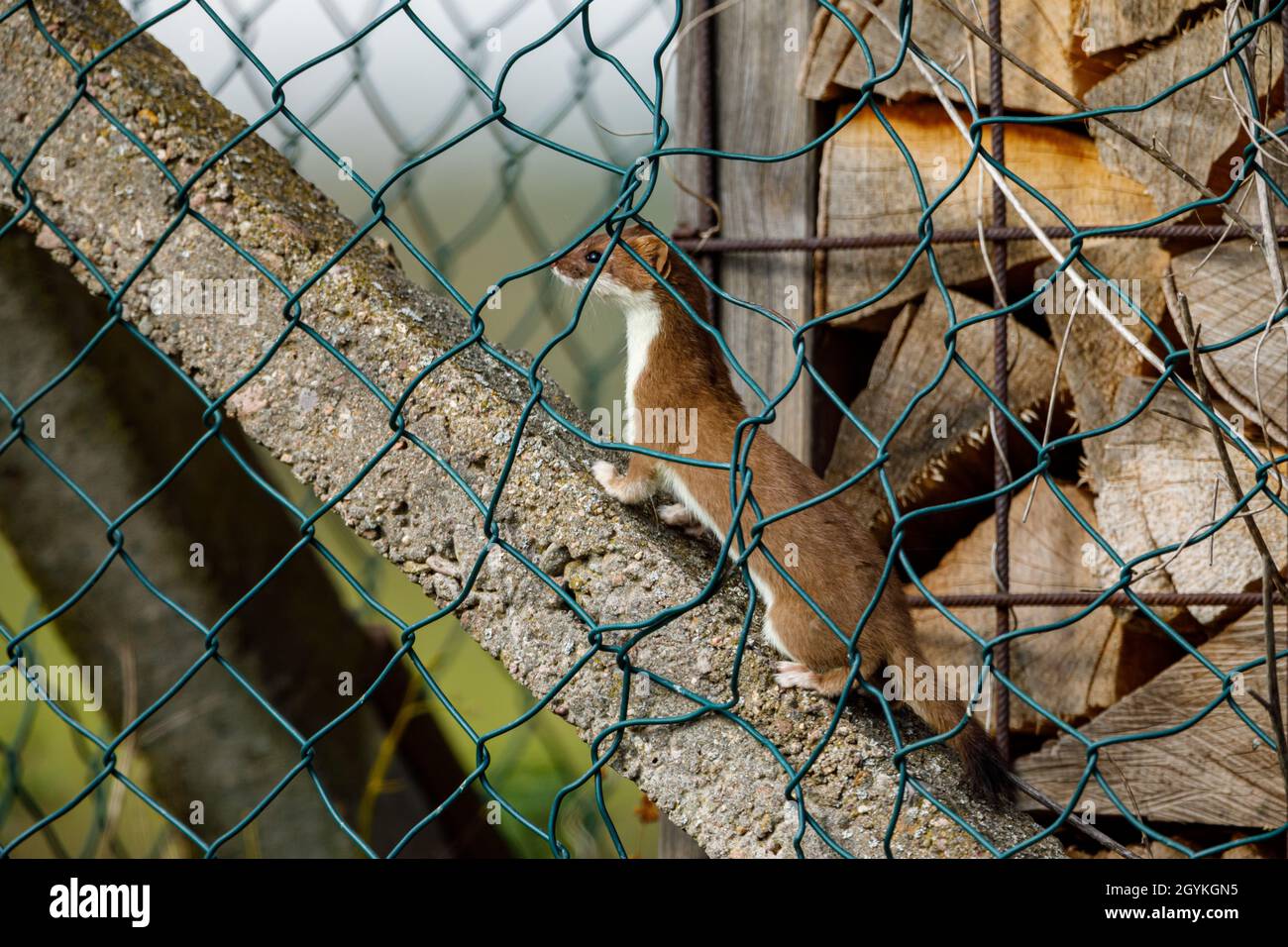 A weasel in the wildlife Stock Photo - Alamy