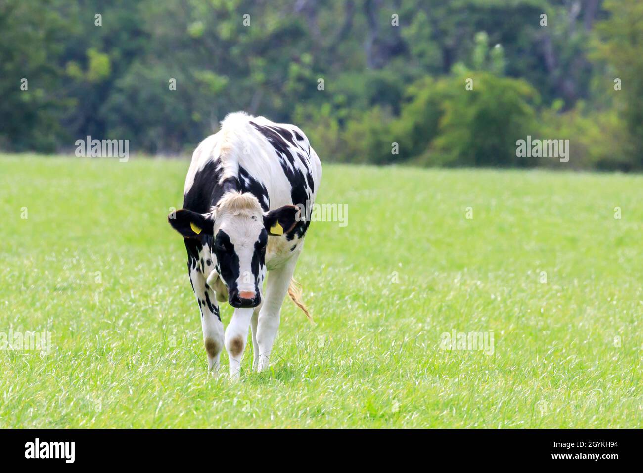 Holstein Friesian cow walking towards the camera Stock Photo - Alamy