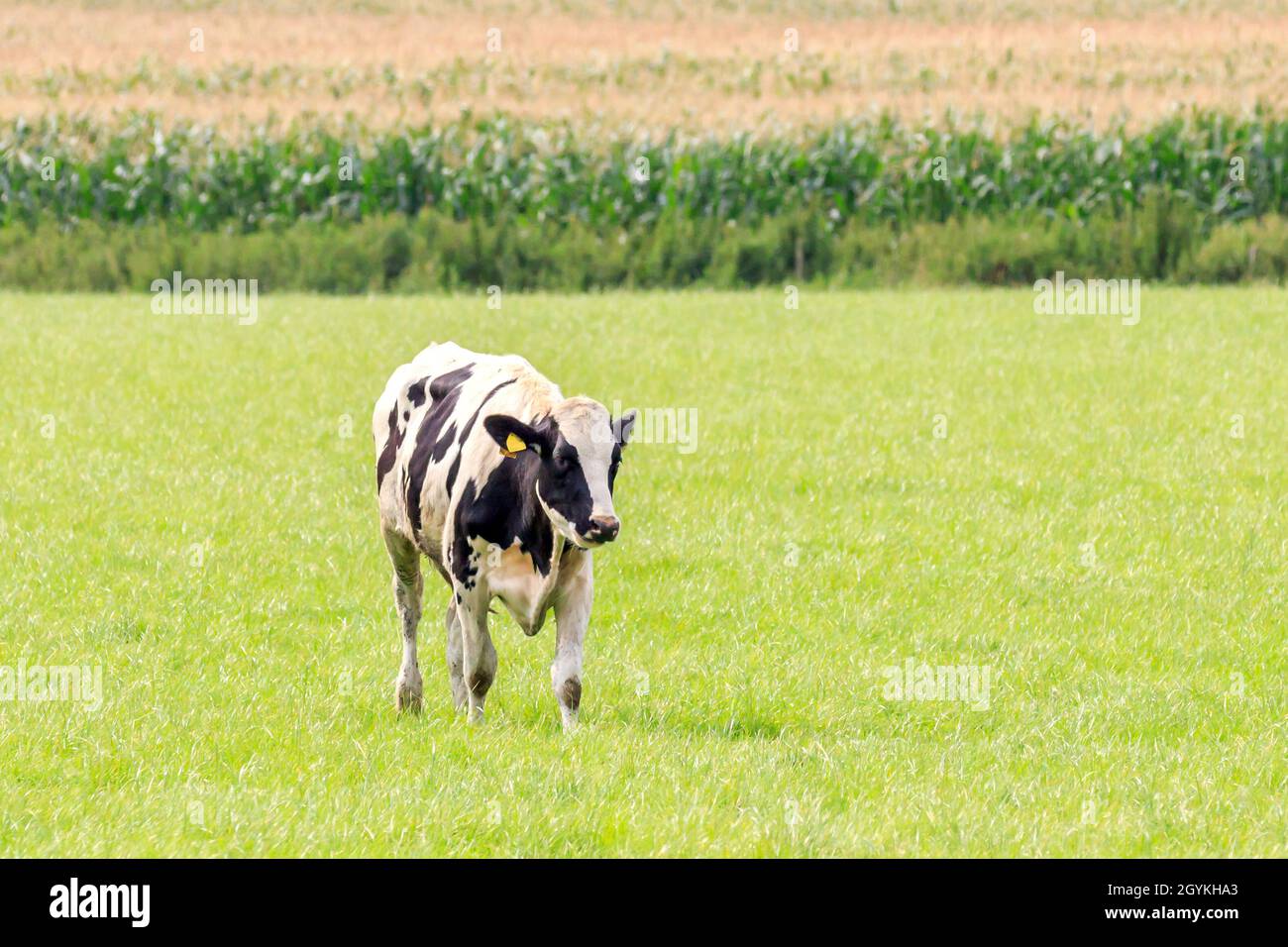 Holstein Friesian cow walking across a Scottish meadow Stock Photo - Alamy