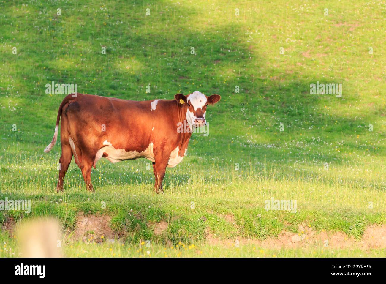 Sunlit cattle field hi-res stock photography and images - Alamy