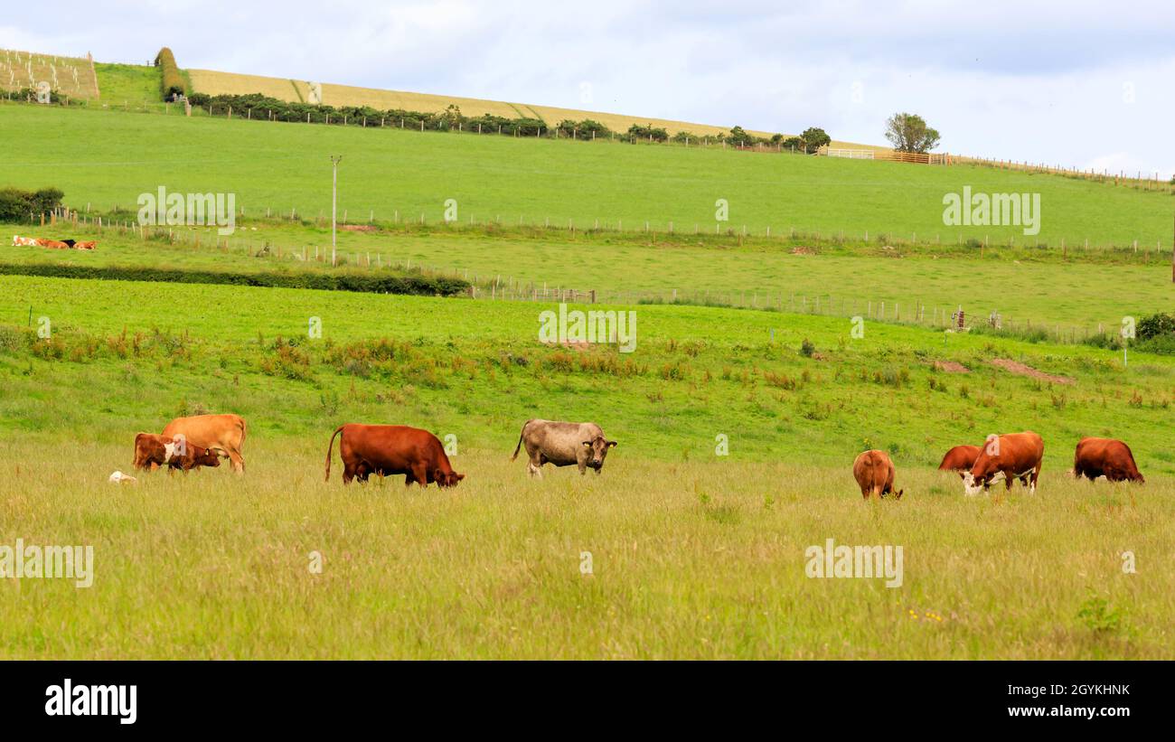 Small herd of mixed breed cattle gazing in a Scottish meadow Stock ...