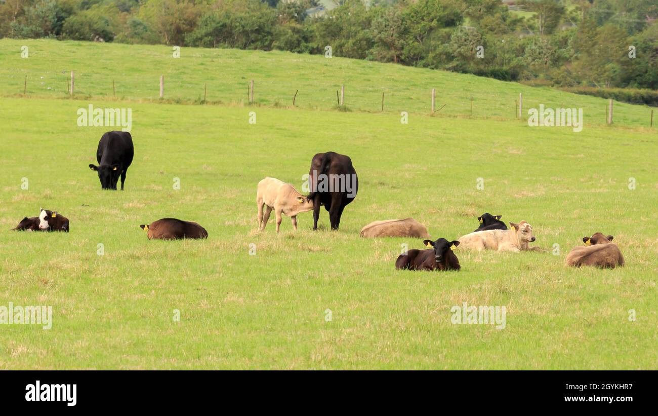Small herd of mixed breed cattle lying down and one calf feeding from ...