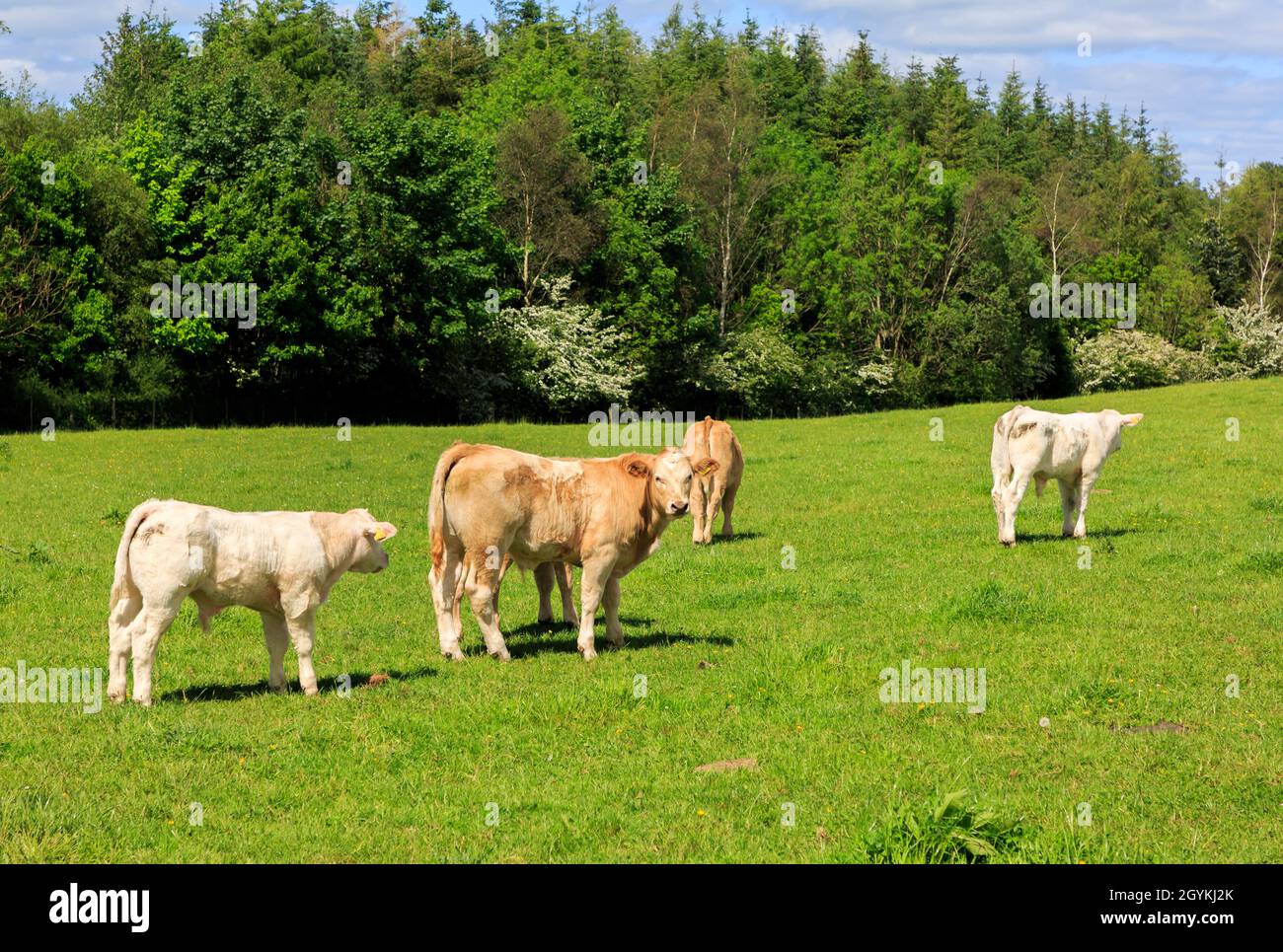 Small group of young Calves in a sunlit Scottish meadow Stock Photo - Alamy