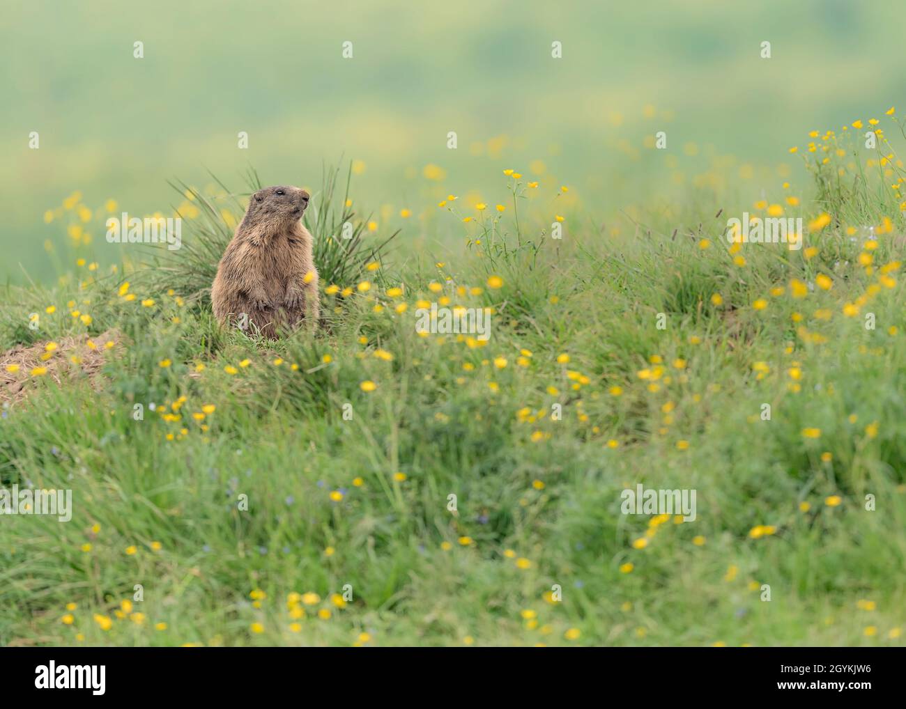 Isolated marmot on burrow checks its land (Marmota marmota Stock Photo ...