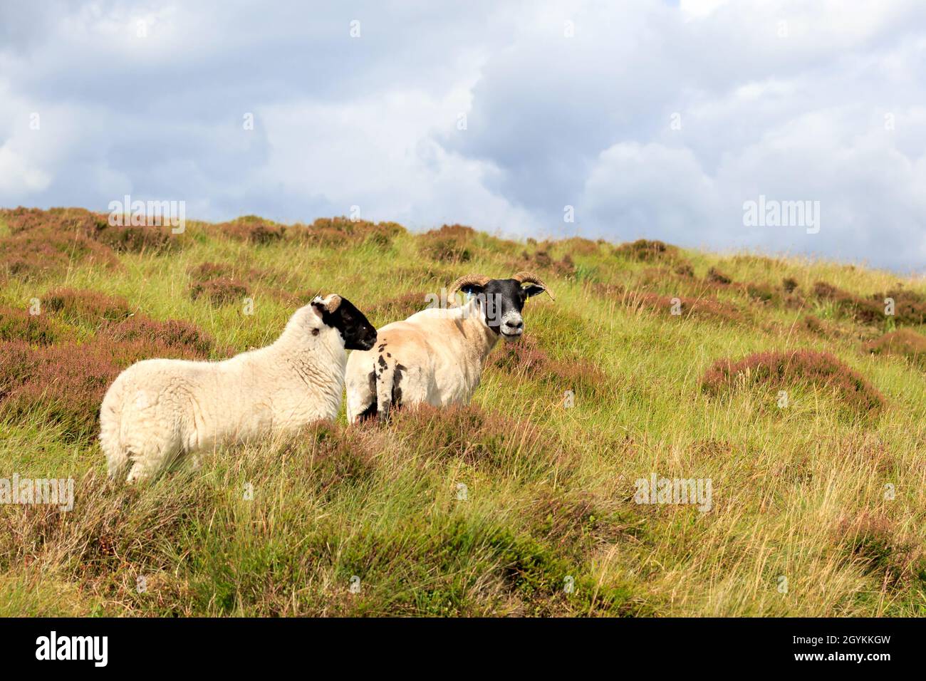 Two Scottish Blackface sheep standing amongst long grass in a Scottish ...