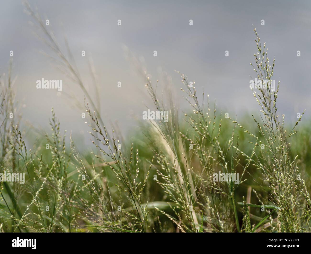 Grass flowers flutter in the wind Stock Photo - Alamy