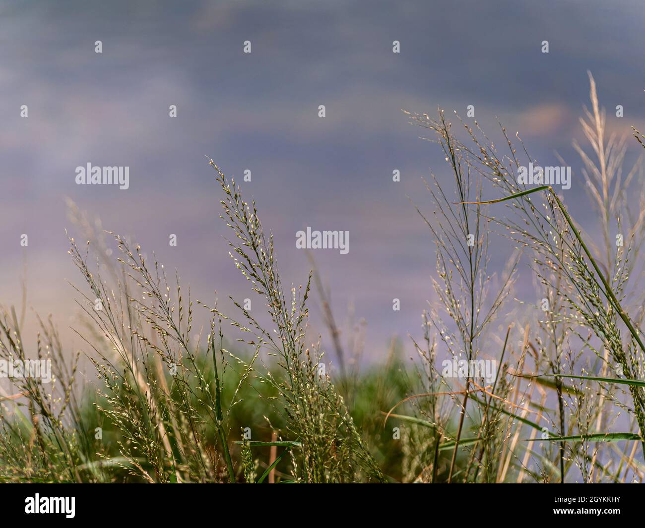 Grass flowers flutter in the wind Stock Photo - Alamy