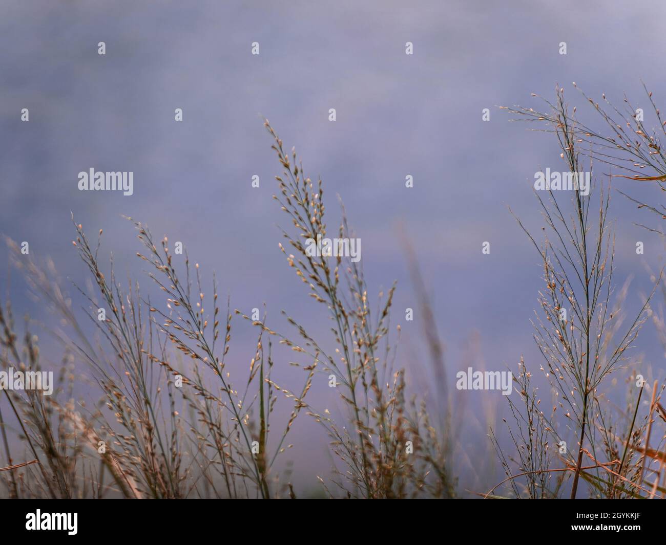 Grass flowers flutter in the wind Stock Photo - Alamy