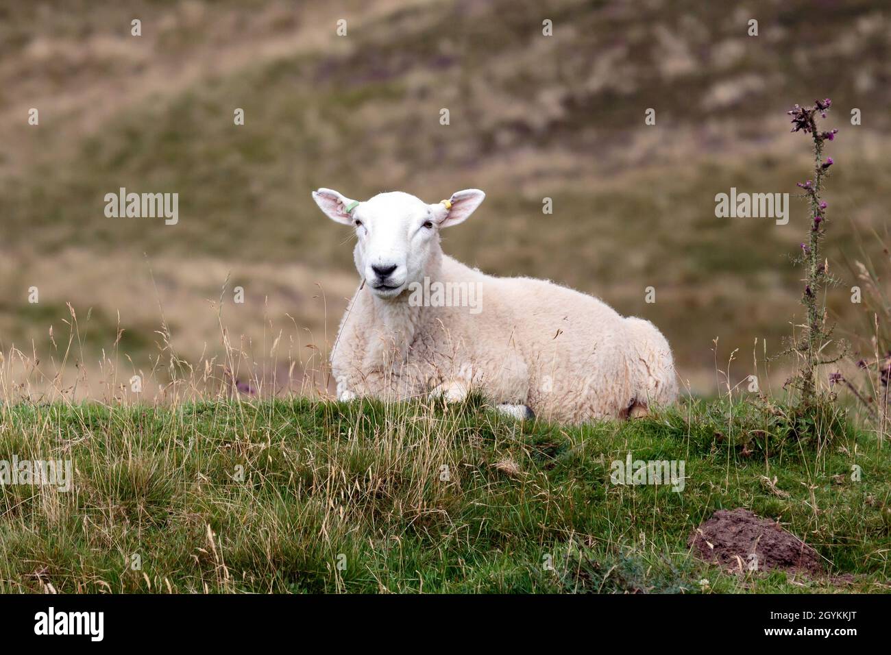 Sheep lying on hill hi-res stock photography and images - Alamy